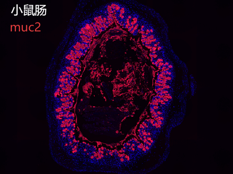MUC2 (Y0660) Rabbit mAb - 上海慧蓝生物科技有限公司